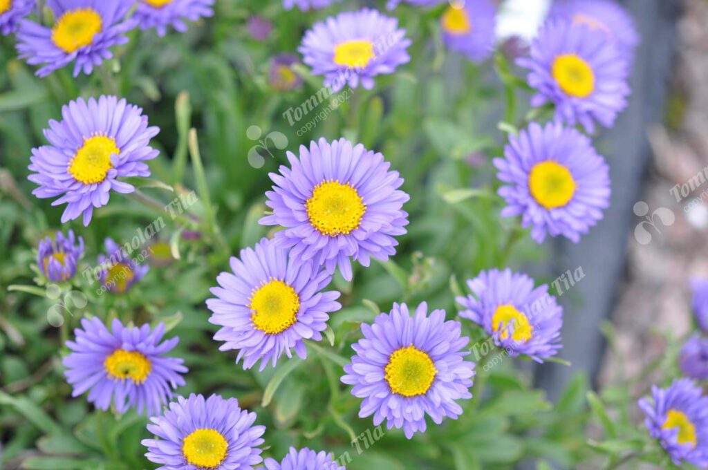 Aster alpinus ´Goliath´ – Alppiasteri – Tommolan Tila