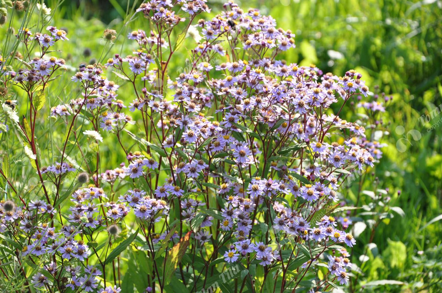 Aster ageratoides ´Harry Schmidt´ – Pursuasteri – Tommolan Tila