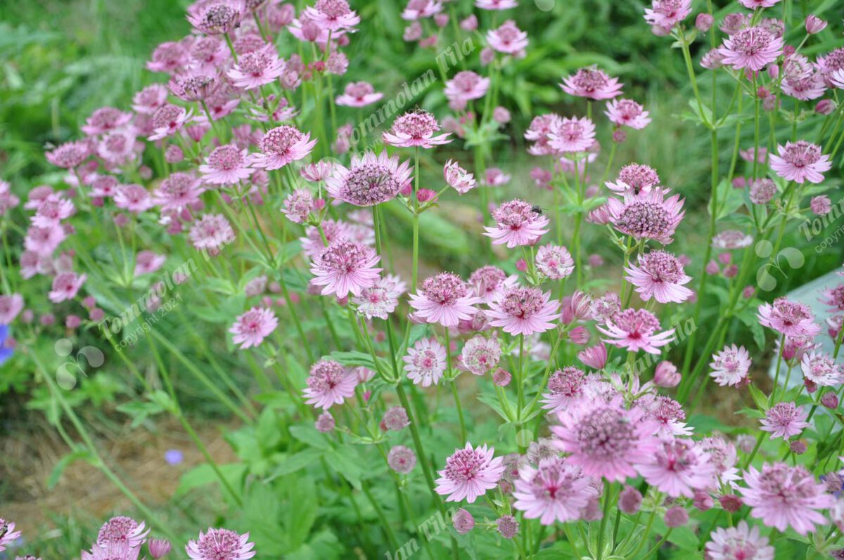 Astrantia major ´Pink Pride´ – Isotähtiputki – Tommolan Tila