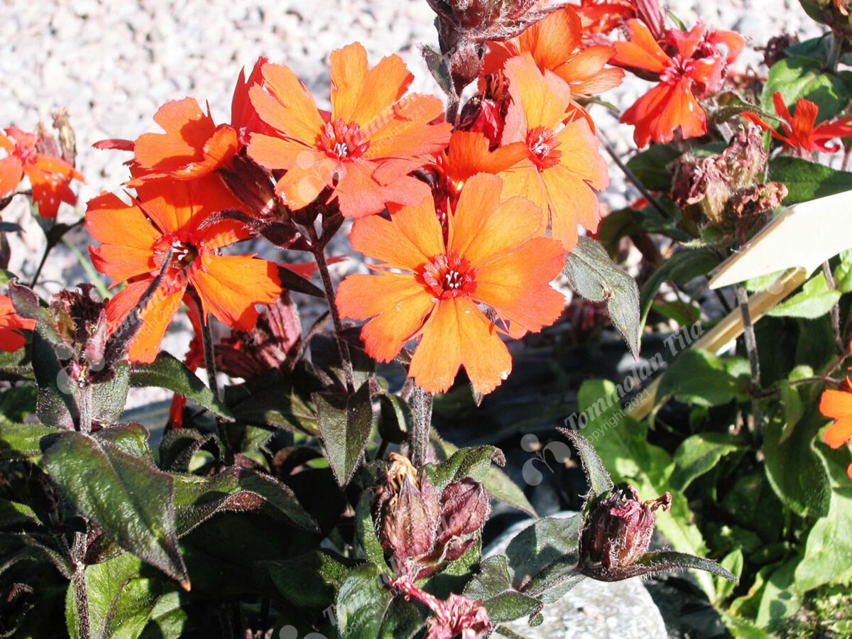 Lychnis x arkwrightii ´Vesuvius´ – Leimurakkaus – Tommolan Tila