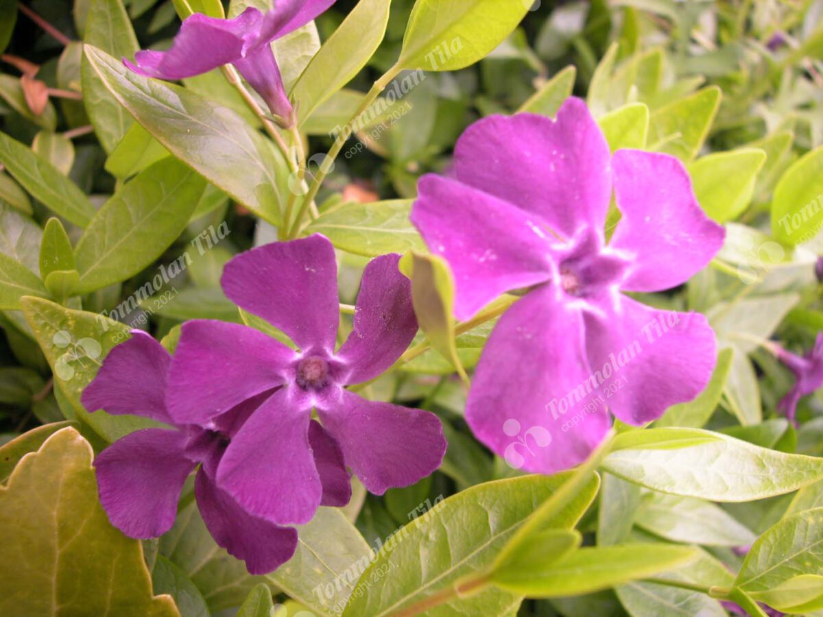 Vinca minor ´Atropurpurea´ – Pikkutalvio – Tommolan Tila