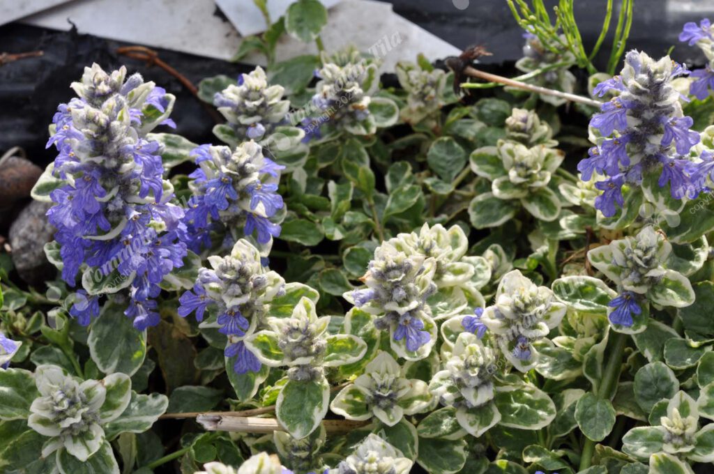 Ajuga reptans ´Variegata´ – Rönsyakankaali – Tommolan Tila