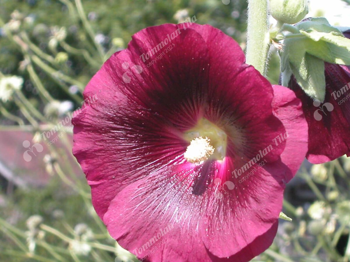 Alcea rosea ´Mars Magic´ – Tarhasalkoruusu – Tommolan Tila