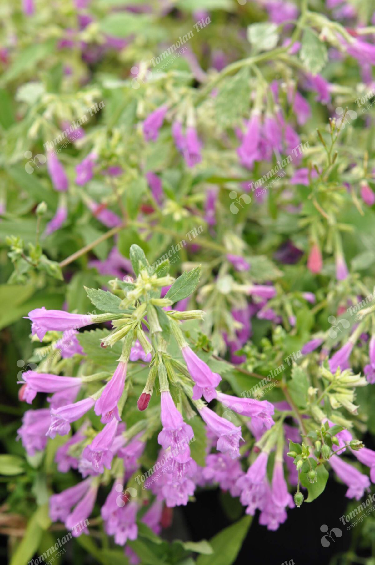 Calamintha grandiflora ´Variegata´ – Tarhakäenminttu – Tommolan Tila